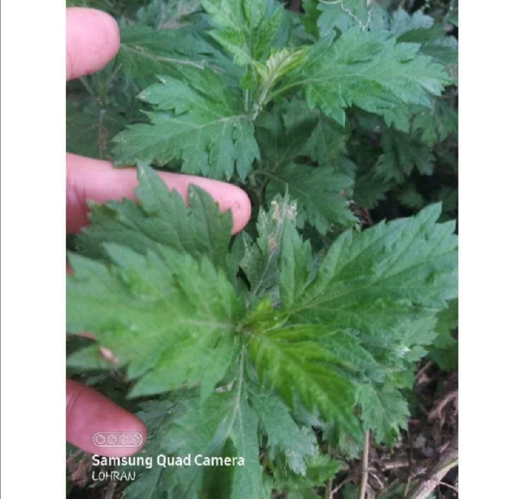 Damong Maria Mugwort Artemisia Vulgaris, Furniture & Home Living ...