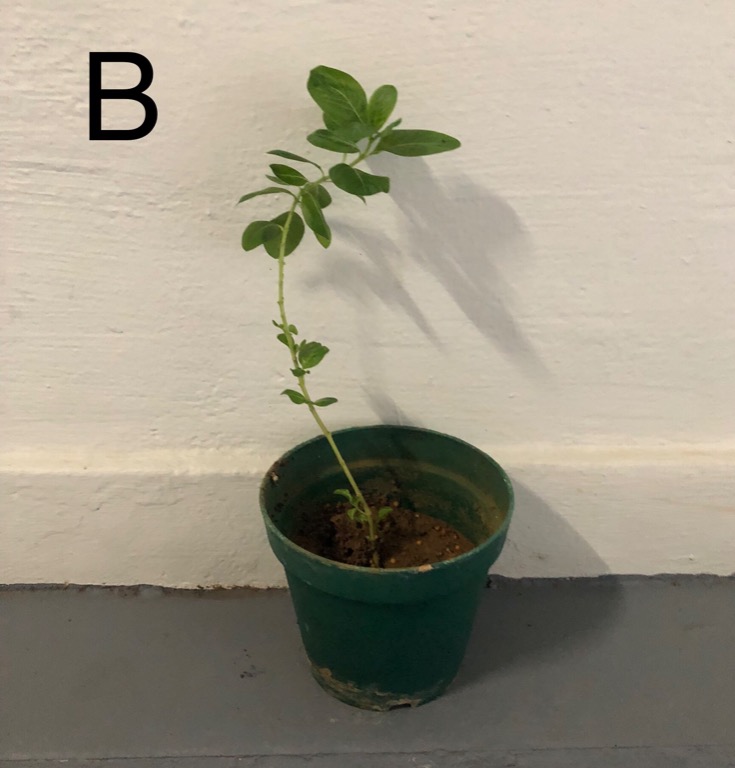 Free snake and perwinkle plants, Furniture & Home Living, Gardening ...