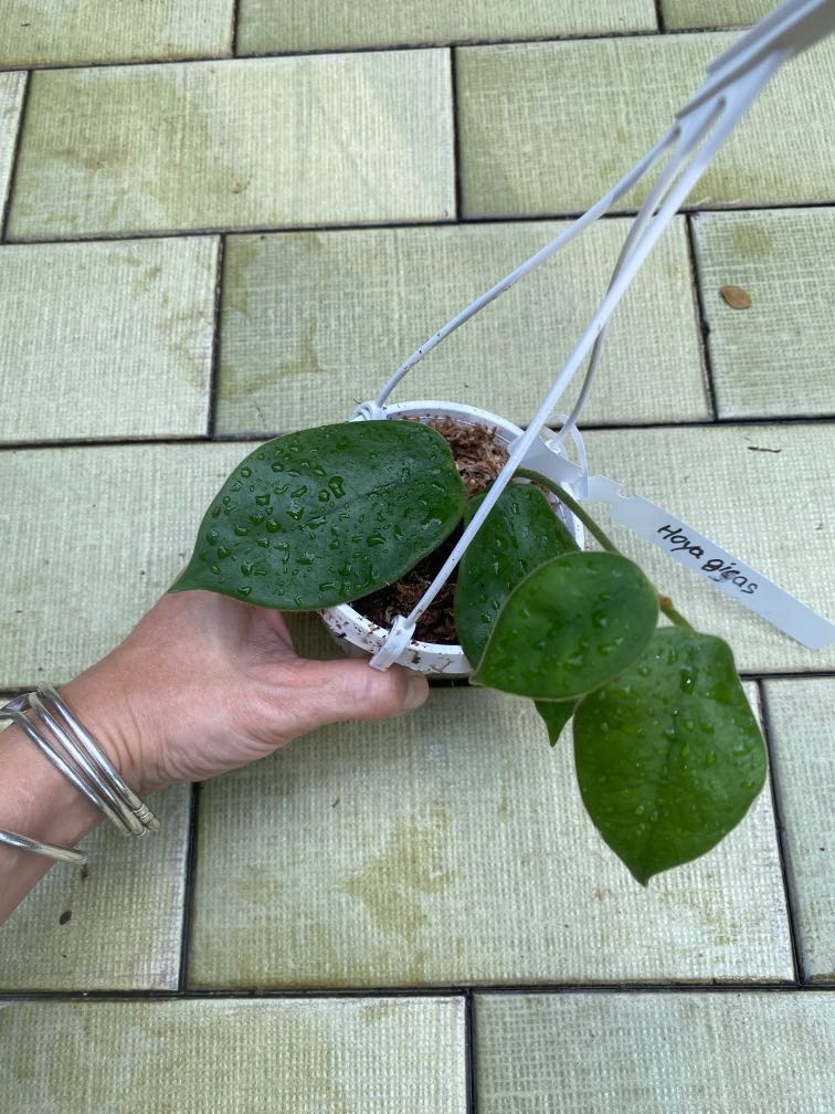 Hoya gigas (free delivery), Furniture & Home Living, Gardening, Plants ...
