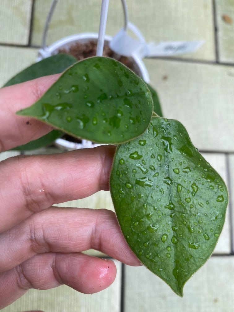 Hoya gigas (free delivery), Furniture & Home Living, Gardening, Plants ...