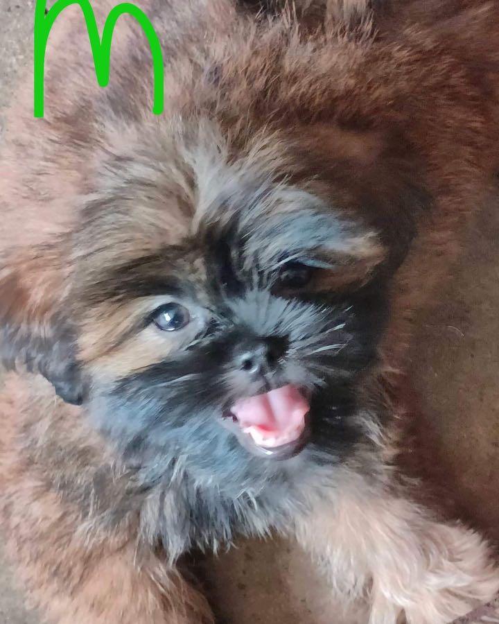 SHIH TZU LIVERLINE FOR SALE, Pet Supplies, Health & Grooming on Carousell