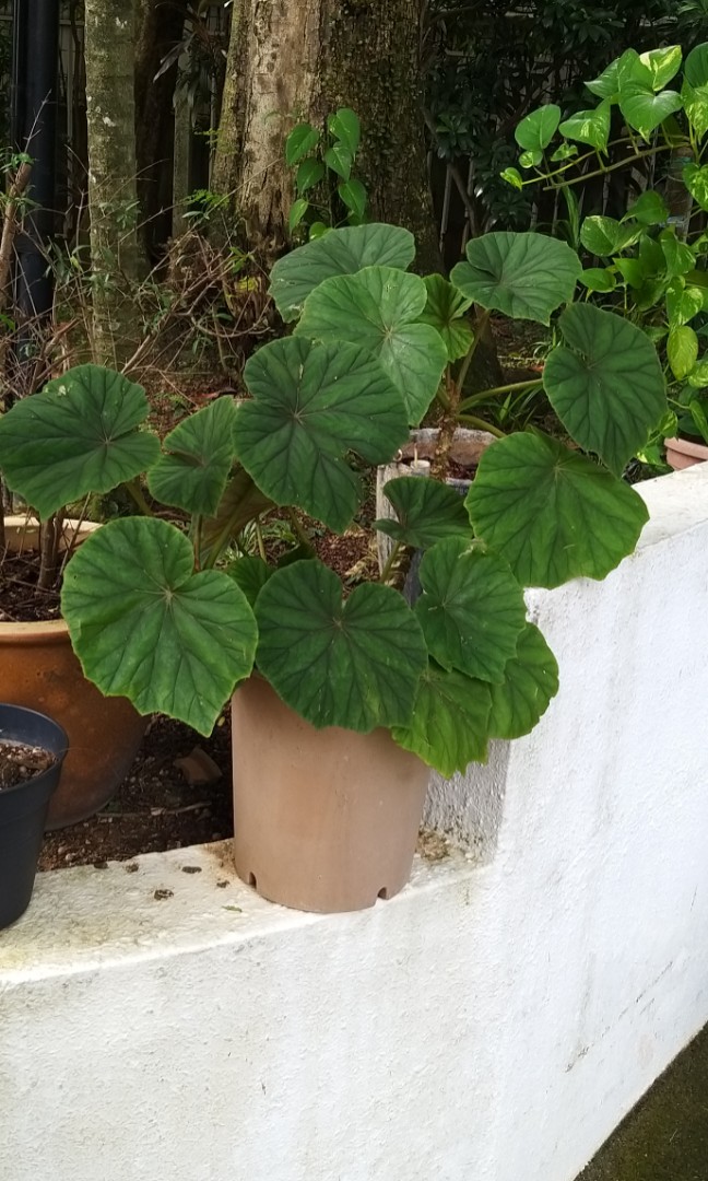(Updated) Begonia Popenoei, Furniture & Home Living, Gardening, Plants ...