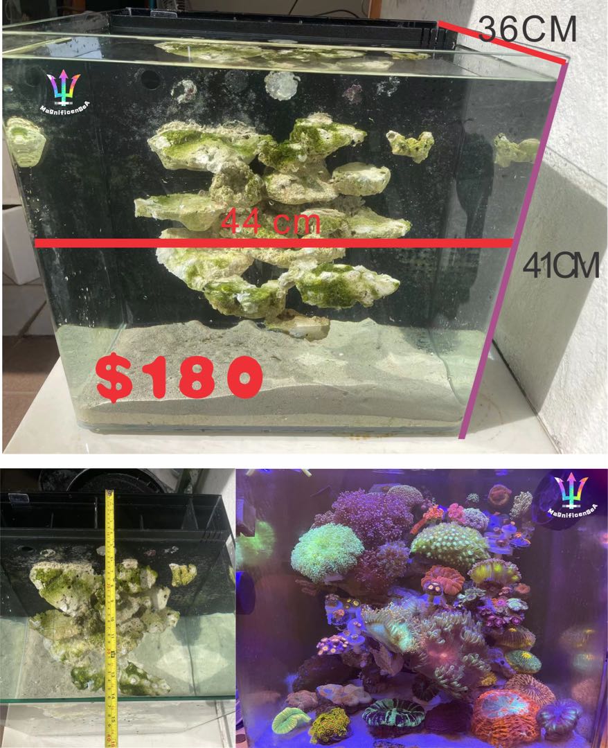 1.5 ft iOS fish tank, Pet Supplies, Homes & Other Pet Accessories on ...