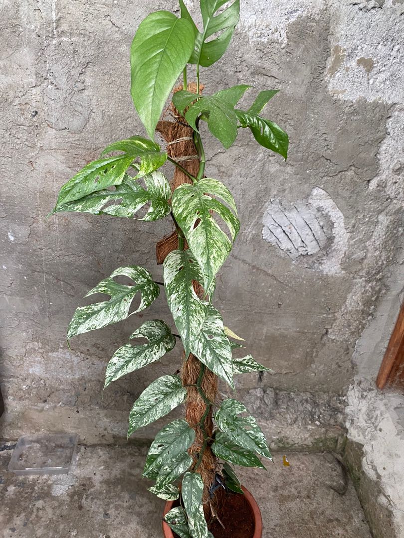 Cebu Blue Variegated, Furniture & Home Living, Gardening, Plants ...