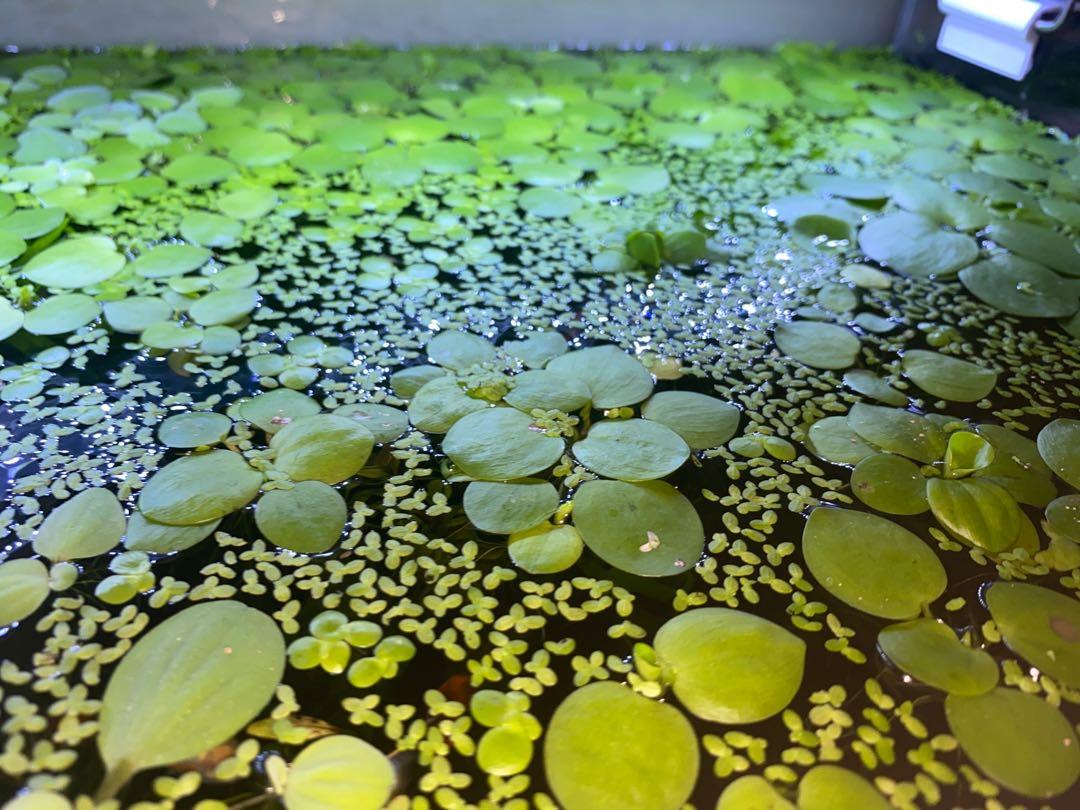 FLOATING AQUARIUM PLANTS, Furniture & Home Living, Gardening, Plants ...