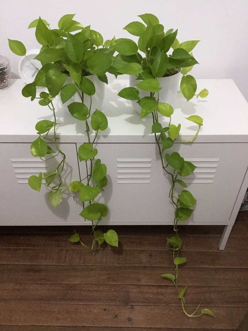 Lush and Trailing Neon Pothos, Furniture & Home Living, Gardening ...
