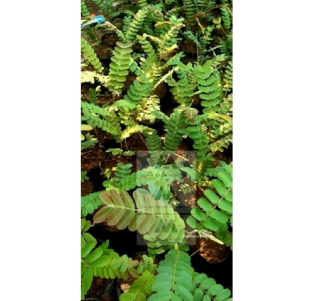 Palawan Cherry Blossoms tree seedlings/Balayong tree seedlings live ...