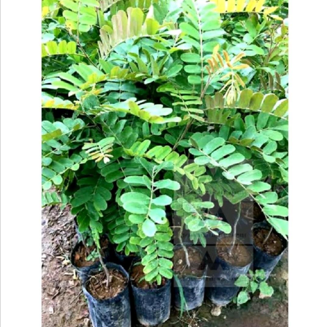 Palawan Cherry Blossoms tree seedlings/Balayong tree seedlings live ...