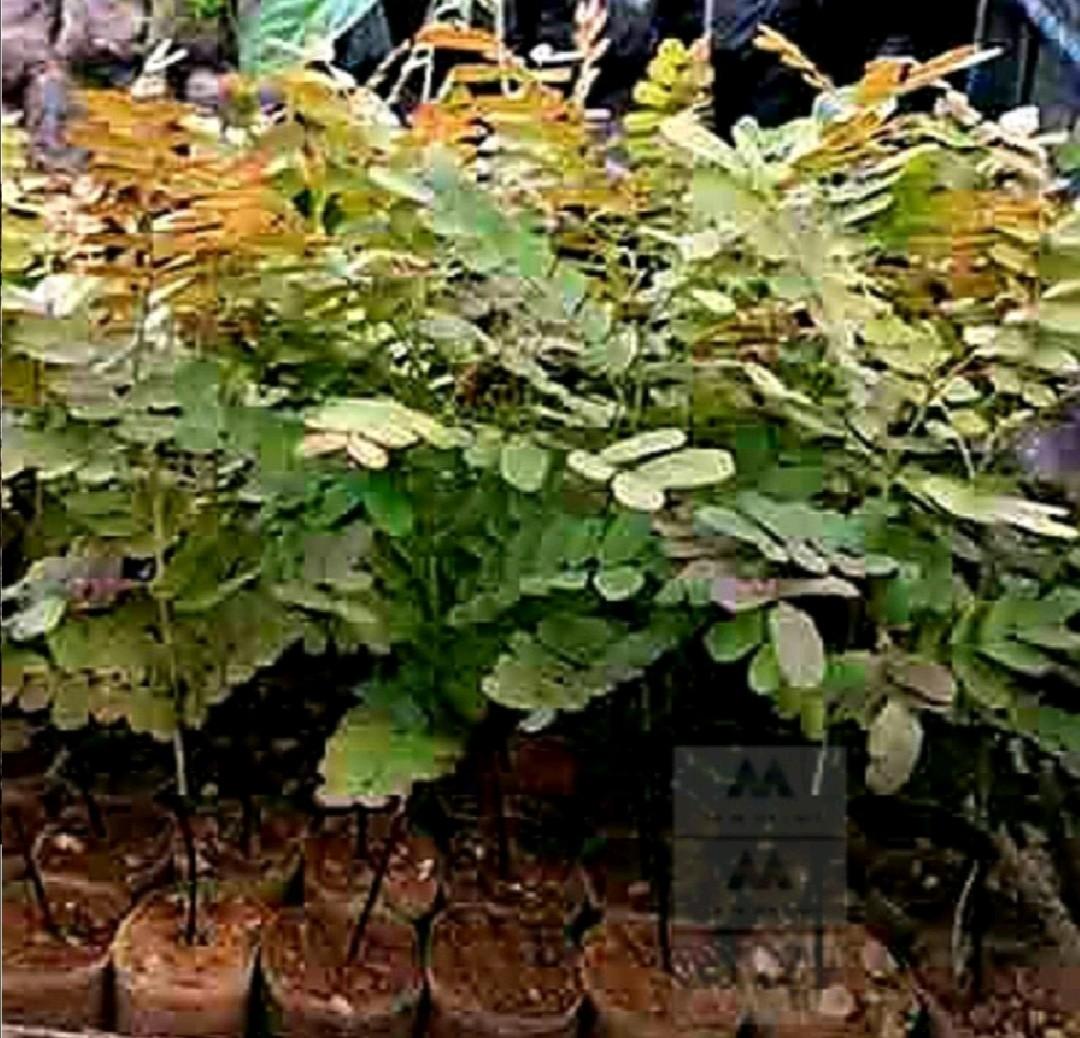 Palawan Cherry Blossoms tree seedlings/Balayong tree seedlings live ...