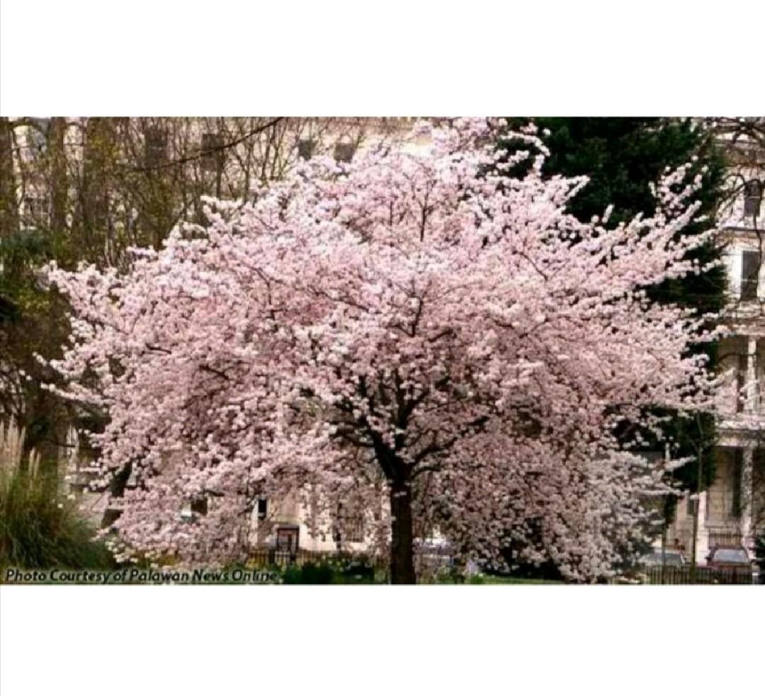 Palawan Cherry Blossoms tree seedlings/Balayong tree seedlings live ...