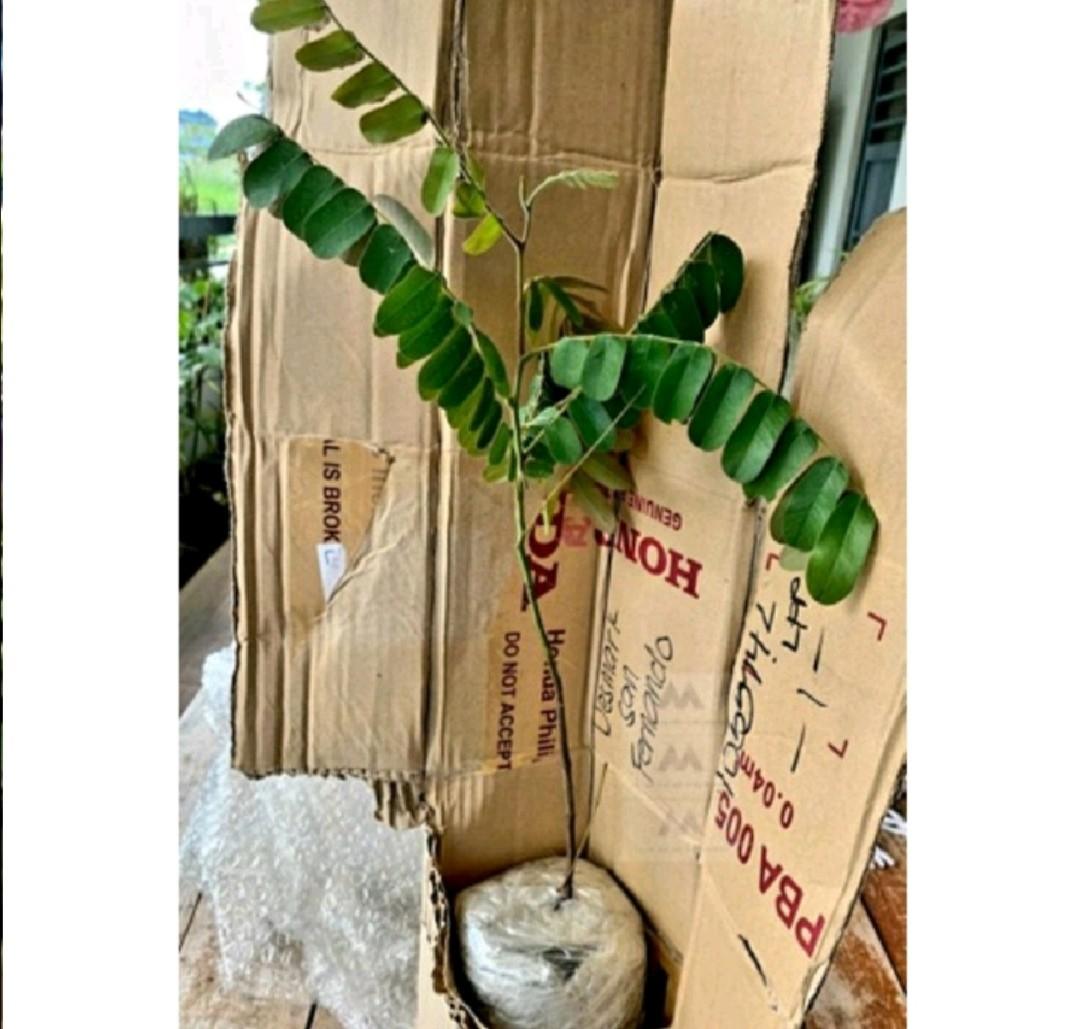 Palawan Cherry Blossoms tree seedlings/Balayong tree seedlings live ...