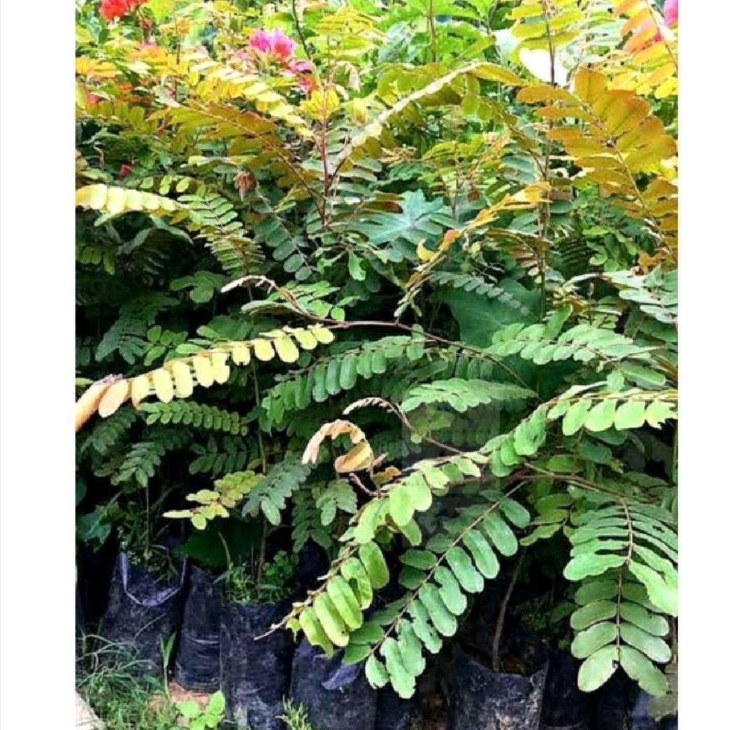 Palawan Cherry Blossoms tree seedlings/Balayong tree seedlings live ...