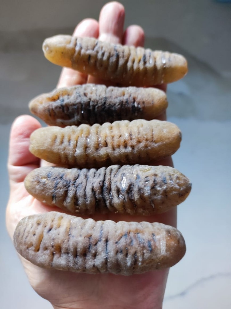 Sabah Original Sea Cucumbers, Food & Drinks, Other Food & Drinks on ...