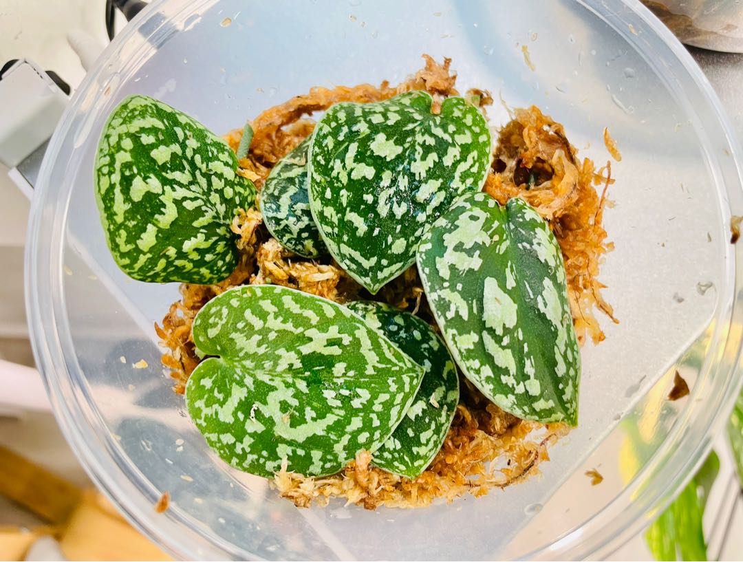 Scindapsus Snake Scale, Furniture & Home Living, Gardening, Plants ...