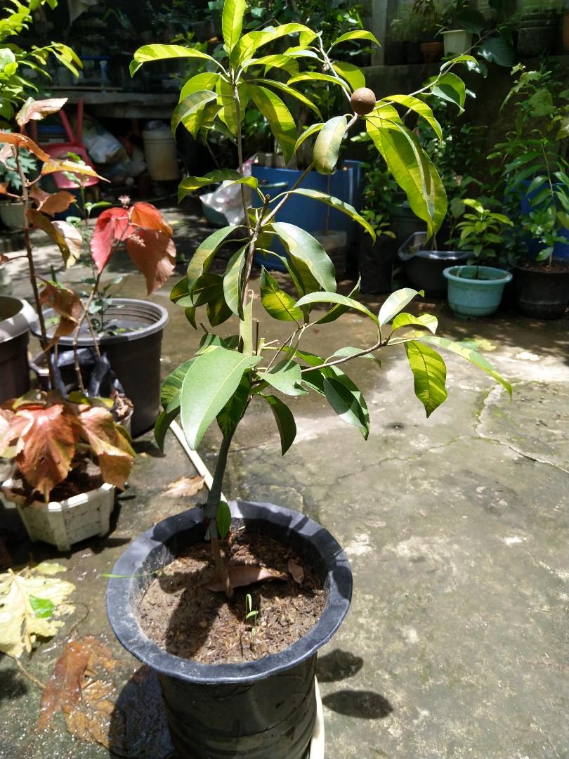 Variegated chico, Furniture & Home Living, Gardening, Plants & Seeds on ...