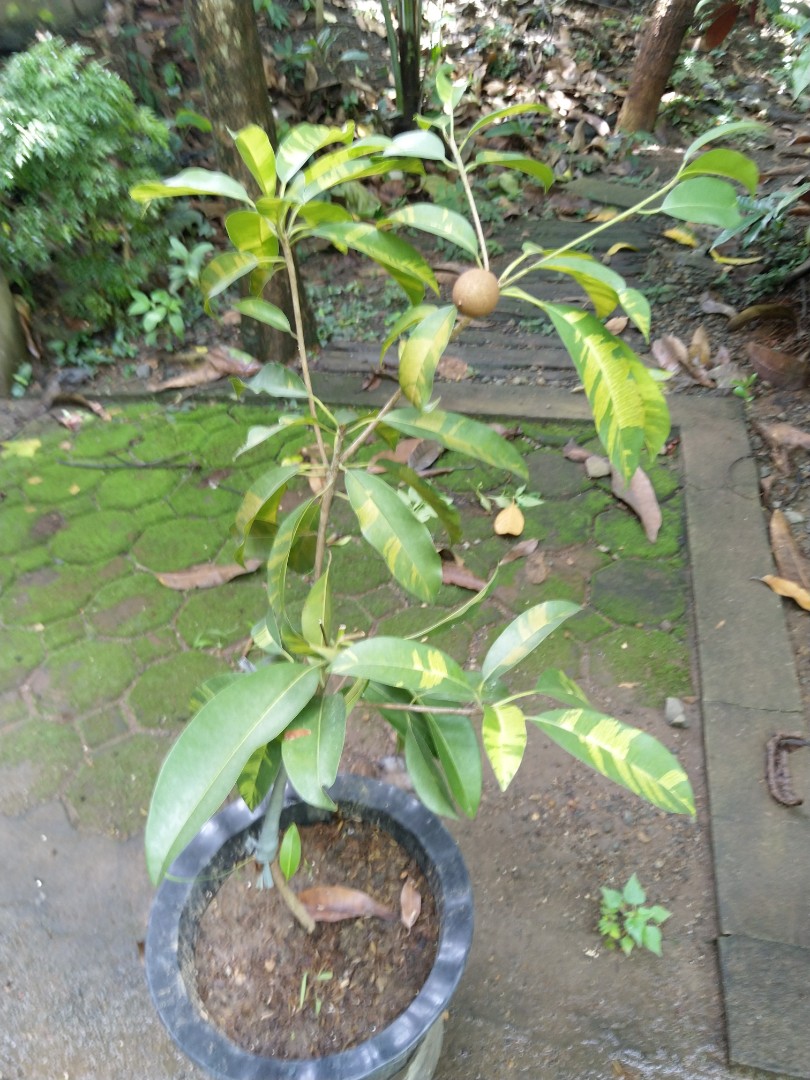 Variegated chico, Furniture & Home Living, Gardening, Plants & Seeds on ...