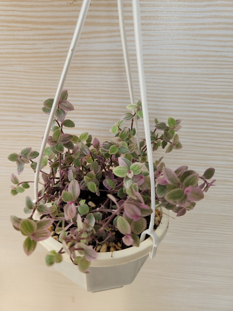 Calista repens/pink lady in hanging pot, Furniture & Home Living ...
