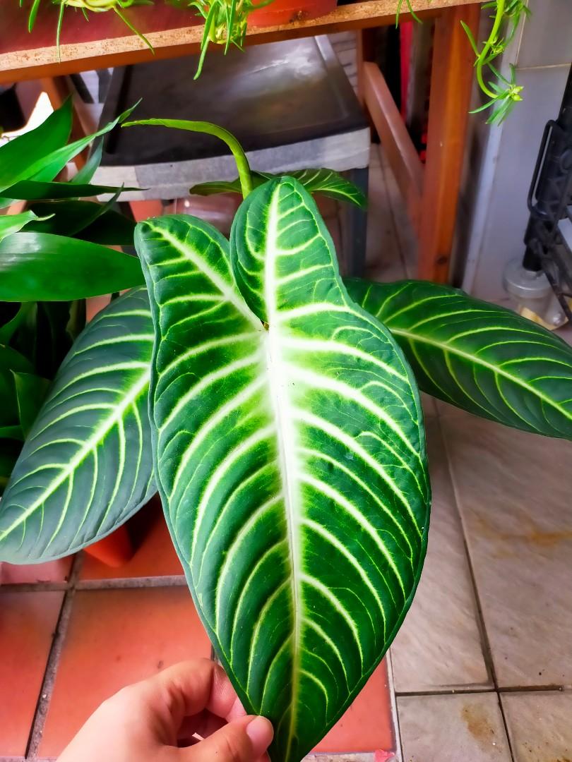 Monkey plant, Furniture & Home Living, Gardening, Plants & Seeds on ...