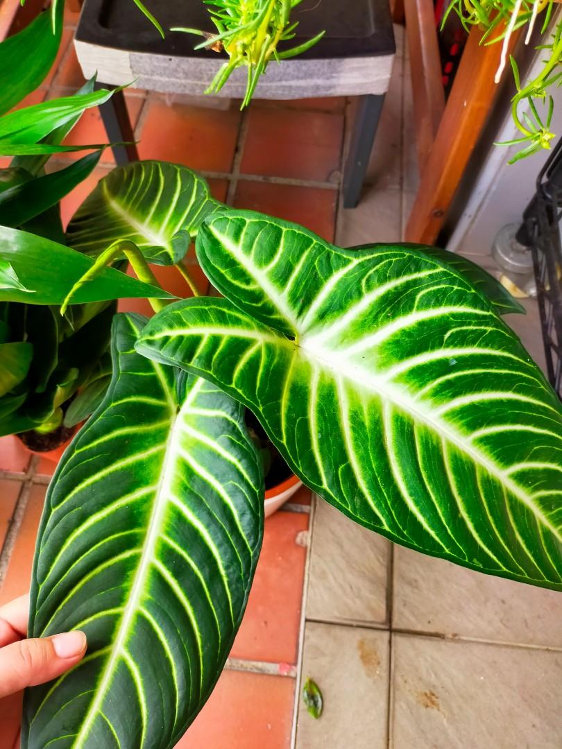 Monkey plant, Furniture & Home Living, Gardening, Plants & Seeds on ...