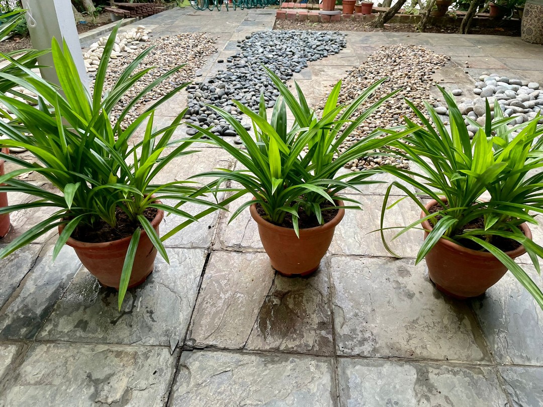 Pandan plants in pots, Furniture & Home Living, Gardening, Plants ...