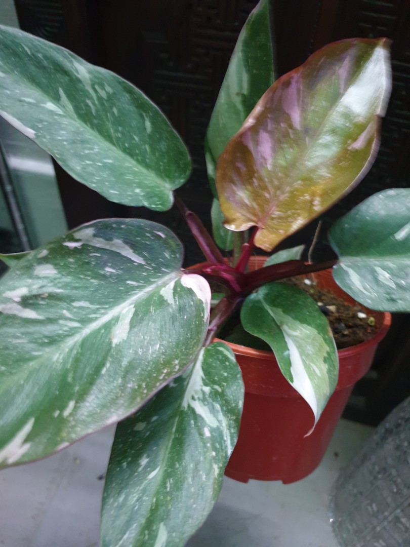 Philodendron Pink Princess Marble Queen Japan Variegated, Furniture ...