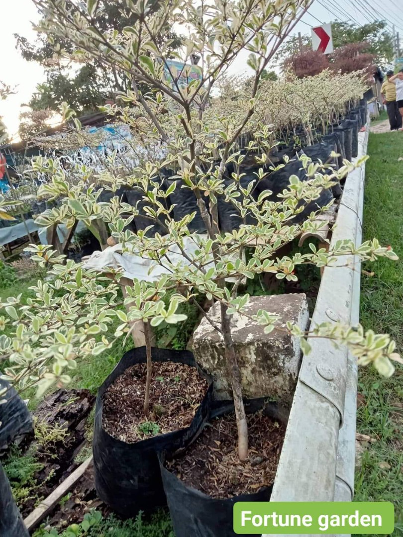 Variegated African Talisay, Furniture & Home Living, Gardening, Plants ...