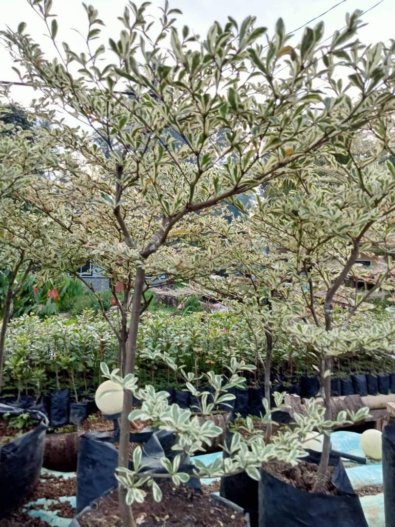 Variegated African Talisay, Furniture & Home Living, Gardening, Plants ...