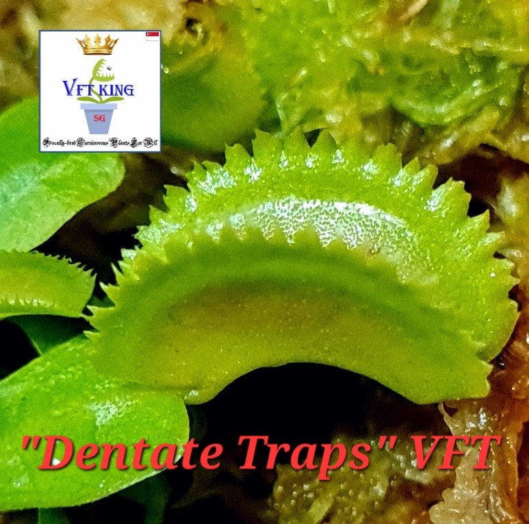 VFTKingSg 'Dentate Traps' Venus FlyTraps. 5cm pots., Furniture & Home Living, Gardening, Plants ...