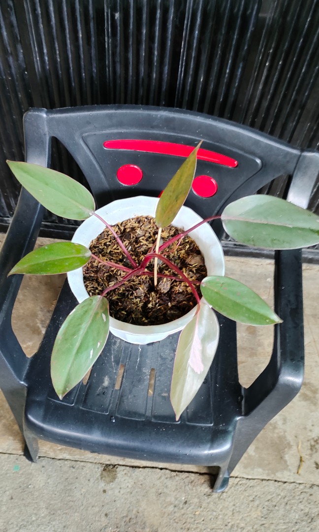 Philo Pink Princess on Carousell