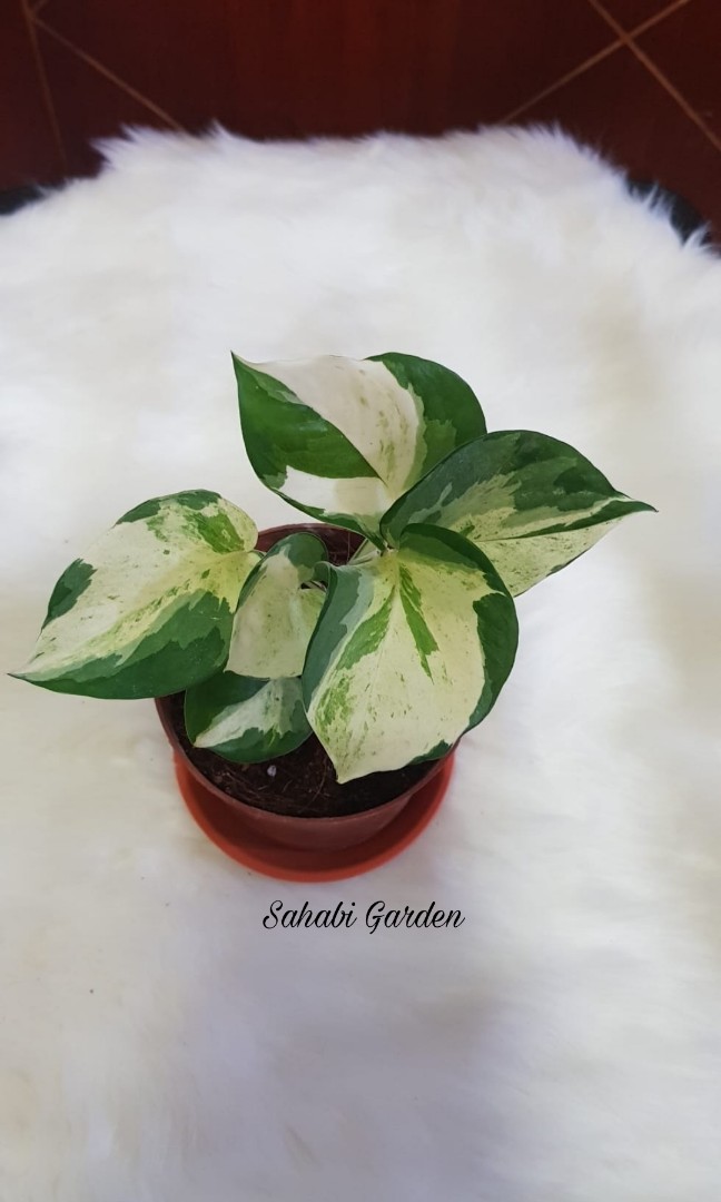 Small Pothos Epipremnum (Manjula), Furniture & Home Living, Gardening ...