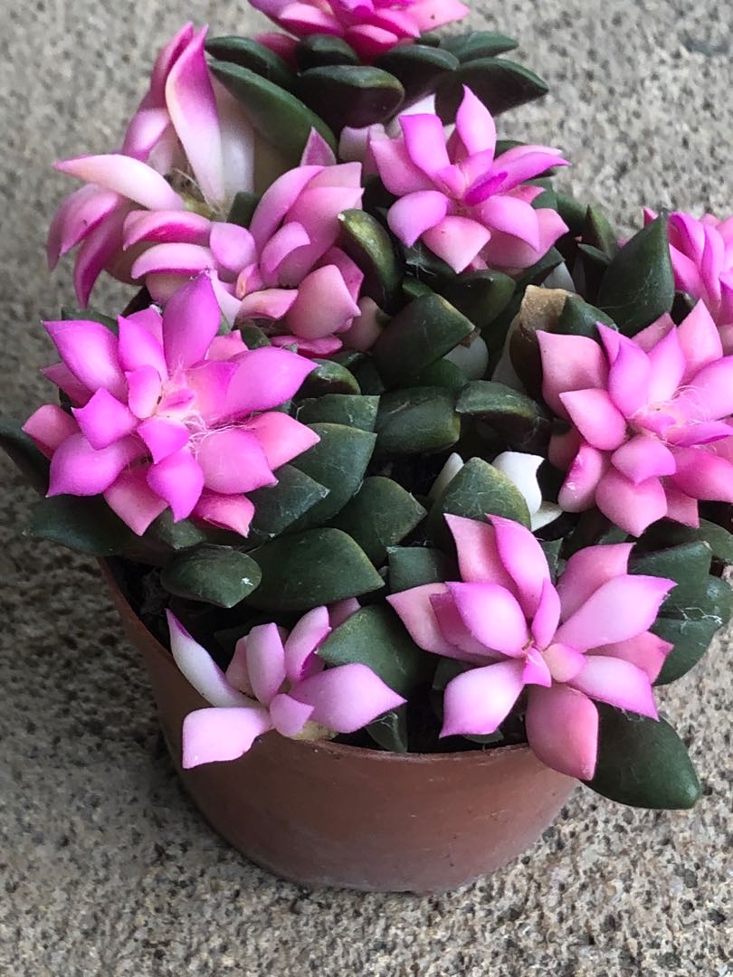 Anacampseros Pink Sunrise, Furniture & Home Living, Gardening, Plants ...