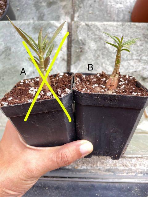 Adenium somalense 'Nova Tanzania', Furniture & Home Living, Gardening ...