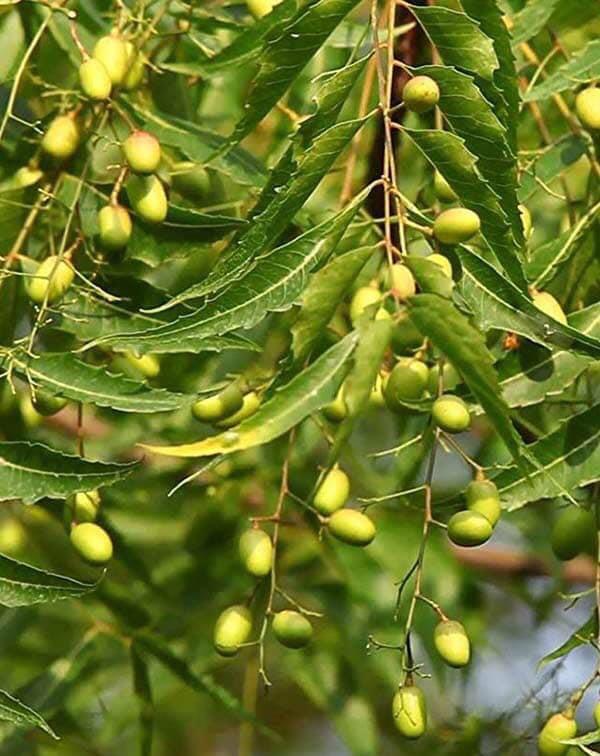 Anak pokok semambu/neem, Furniture & Home Living, Gardening, Plants ...