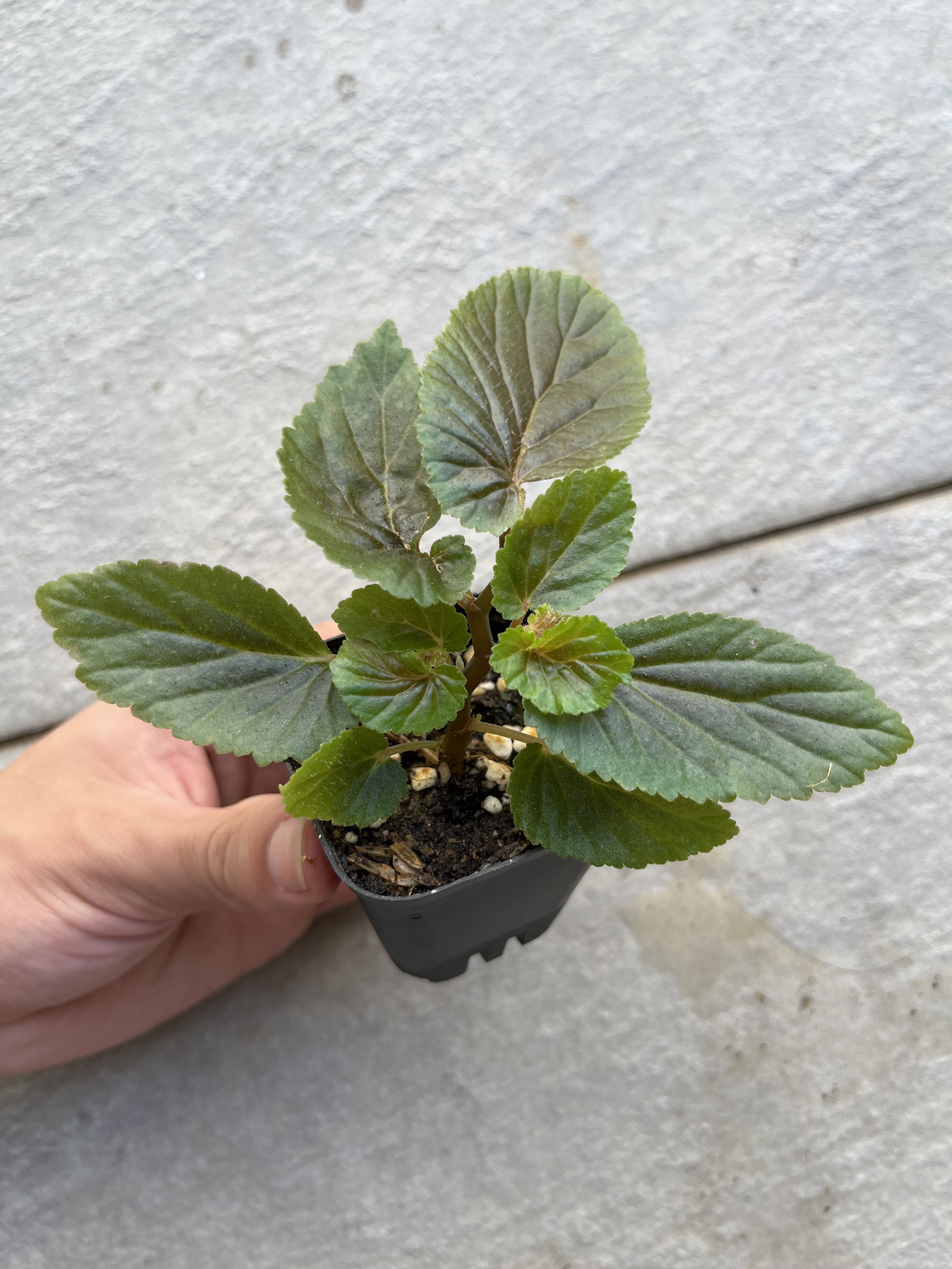 Begonia U402, Furniture & Home Living, Gardening, Plants & Seeds on ...