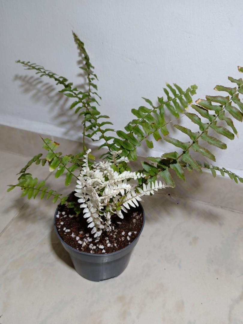 Boston Fern Albo Variegated, Furniture & Home Living, Gardening, Plants ...