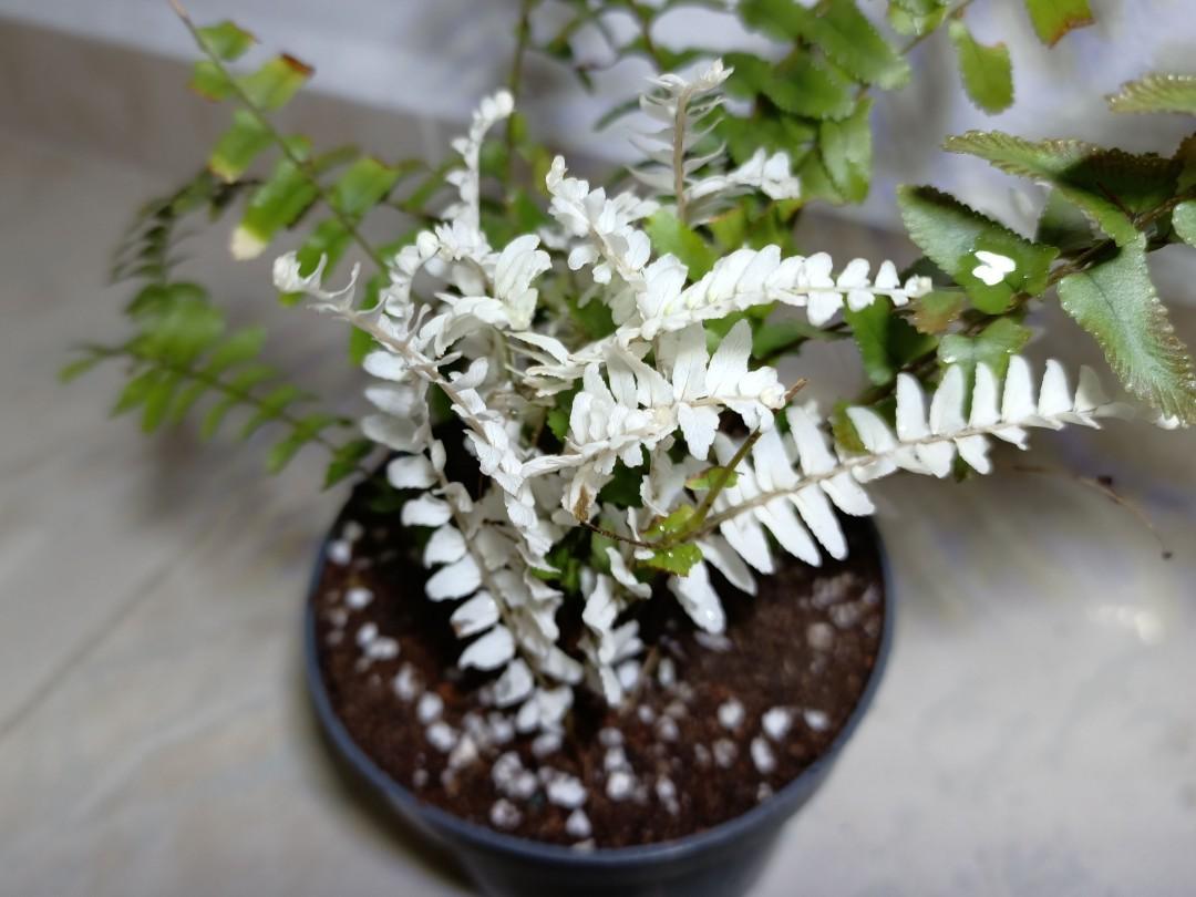 Boston Fern Albo Variegated, Furniture & Home Living, Gardening, Plants ...