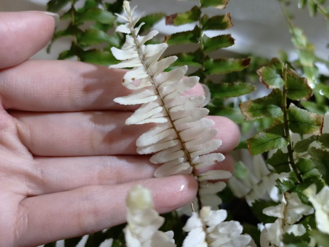 Boston Fern Albo Variegated, Furniture & Home Living, Gardening, Plants ...