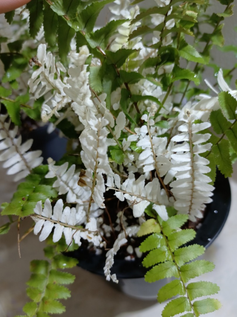 Boston Fern Variegated Albo, Furniture & Home Living, Gardening, Plants ...