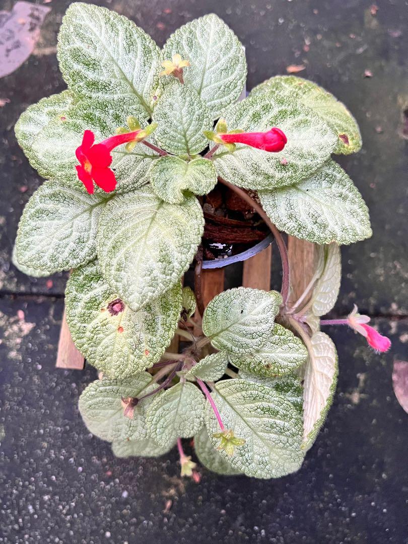 Episcia Joy’s Green Tea, Furniture & Home Living, Gardening, Plants ...