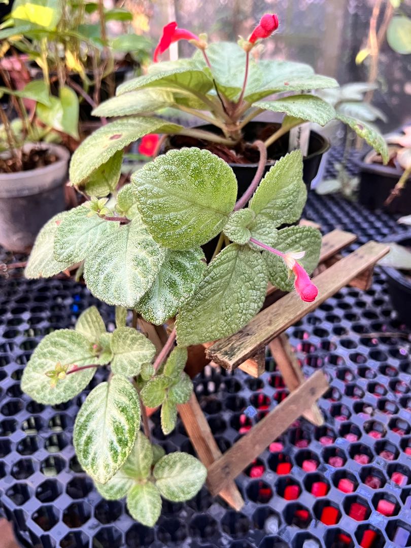 Episcia Joy’s Green Tea, Furniture & Home Living, Gardening, Plants ...