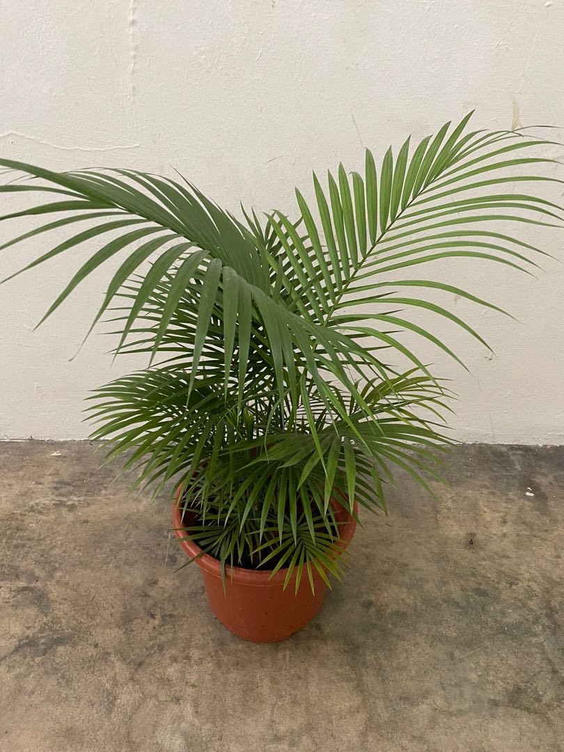 Java palm, Furniture & Home Living, Gardening, Plants & Seeds on Carousell