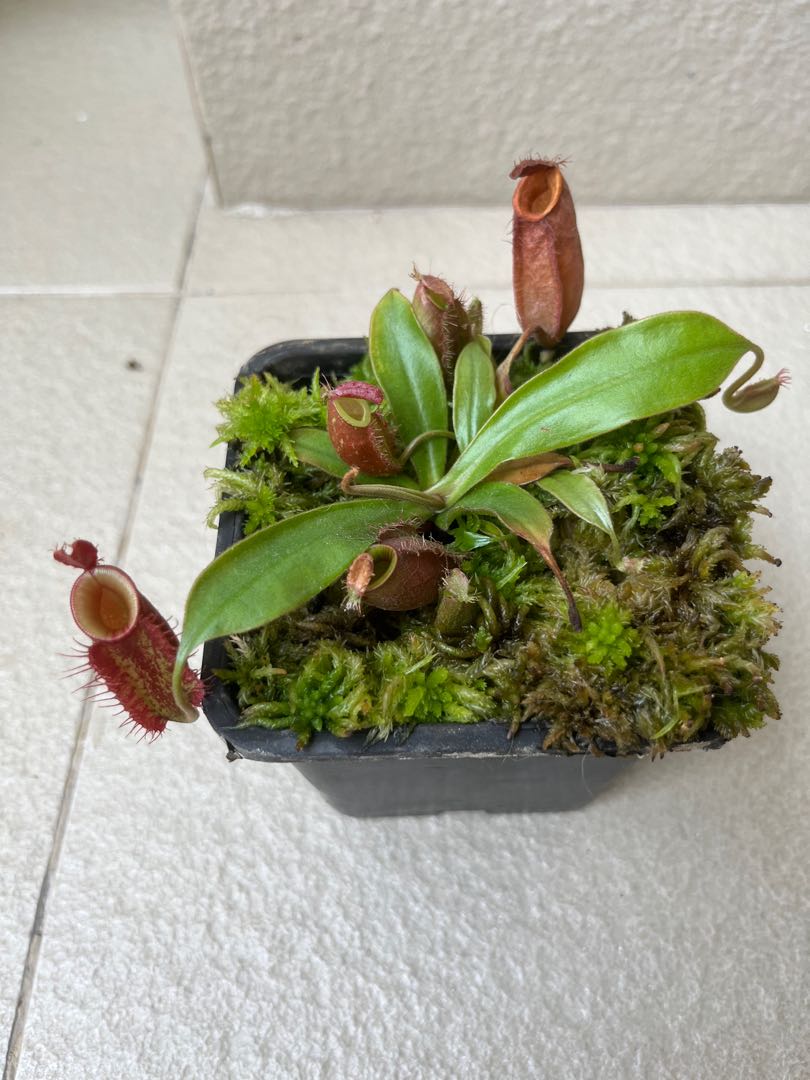Nepenthes ampullaria red, Furniture & Home Living, Gardening, Plants ...
