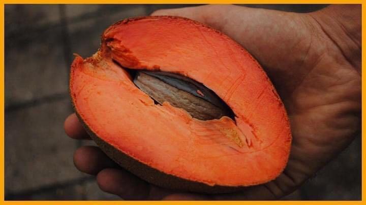 Pokok ciku giant mamey sapote, Furniture & Home Living, Gardening ...