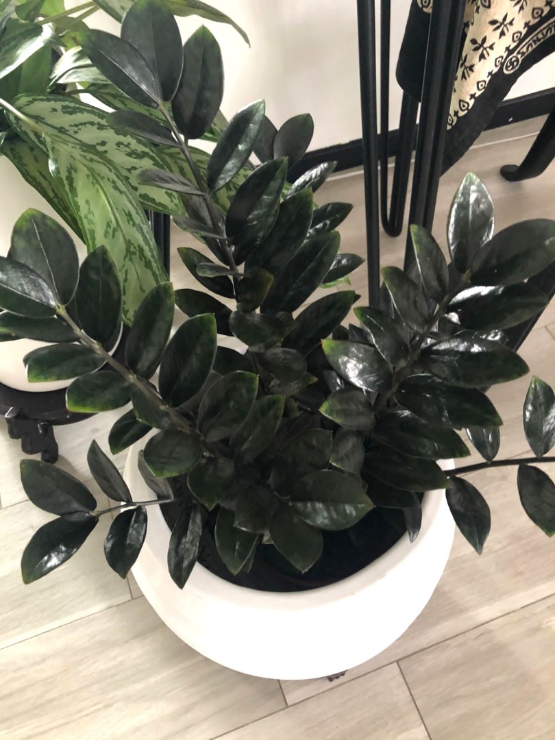 Zamioculcas Zamifolia Raven Black "Zanzibar Gem"( 17cm pot), Furniture ...