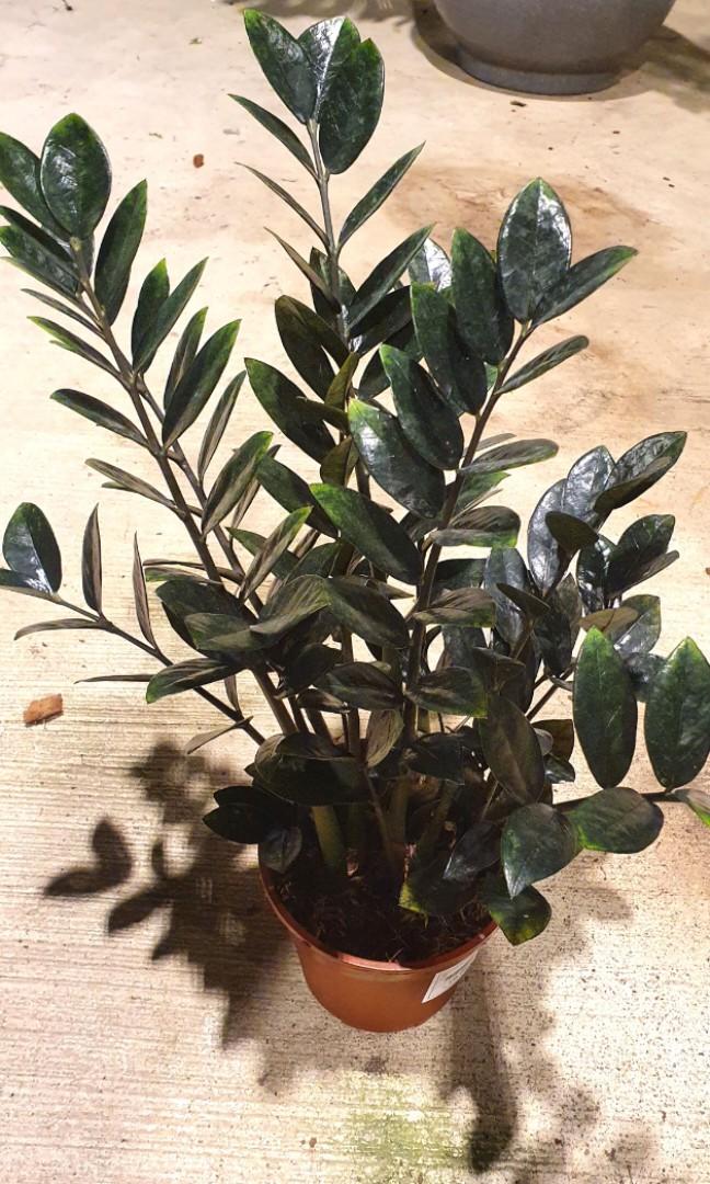 Zamioculcas Zamifolia Raven Black "Zanzibar Gem"( $20.90/$29.90 ...