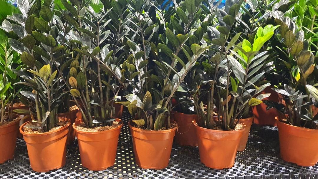 Zamioculcas Zamifolia Raven Black "Zanzibar Gem"( 17cm pot), Furniture ...