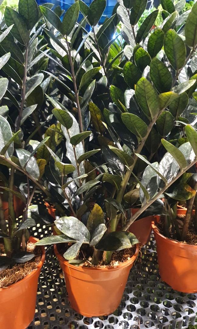Zamioculcas Zamifolia Raven Black "Zanzibar Gem"( 17cm pot), Furniture ...