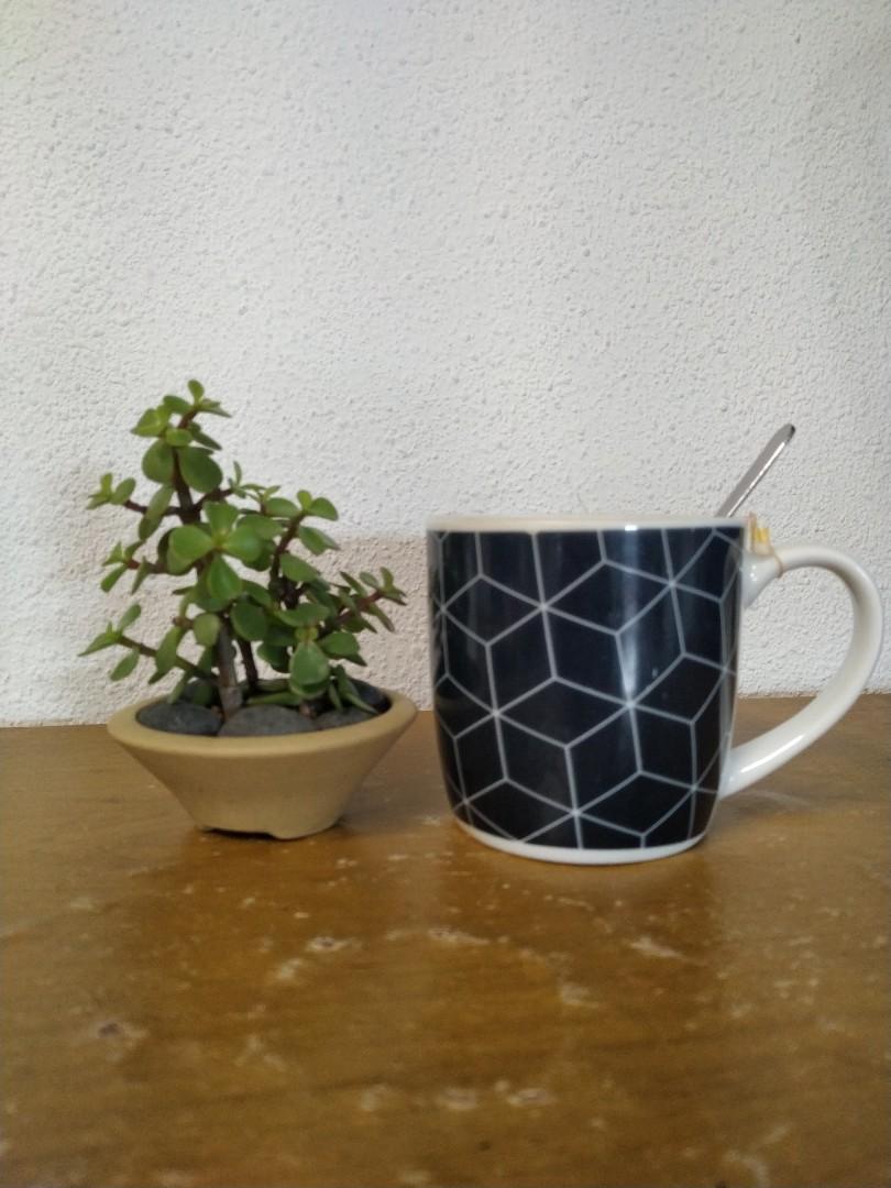 Mame bonsai jade plant, Furniture & Home Living, Gardening, Plants ...