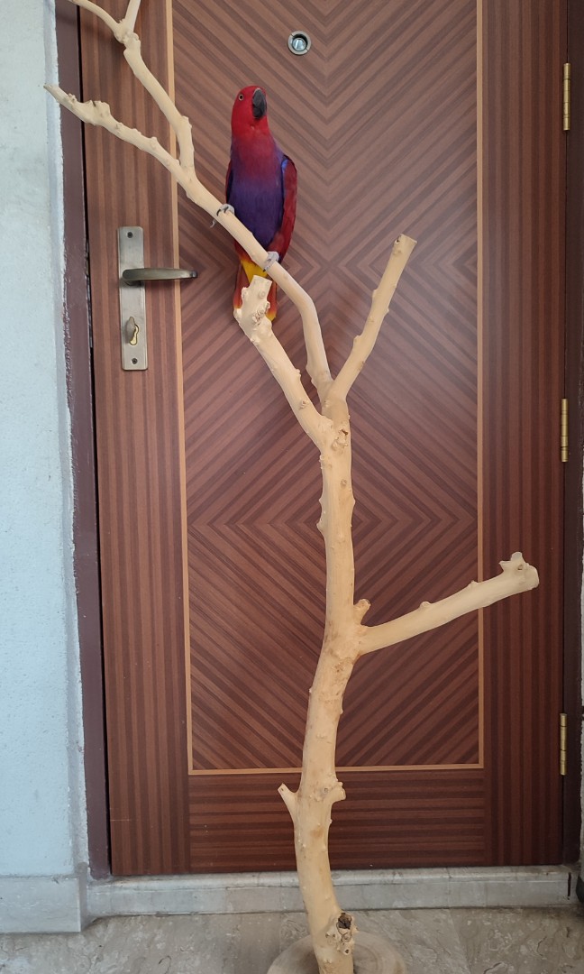 Parrot java tree stand, Pet Supplies, Homes & Other Pet Accessories on ...