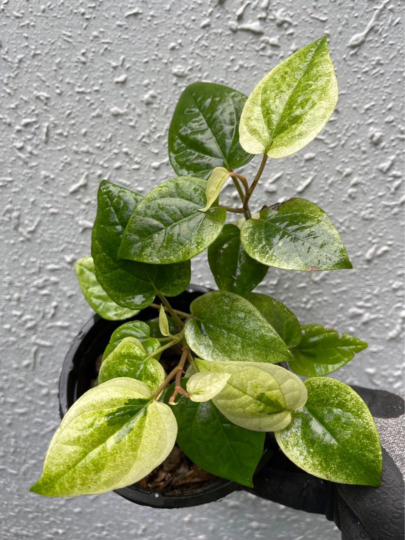 Piper sp., Furniture & Home Living, Gardening, Plants & Seeds on Carousell